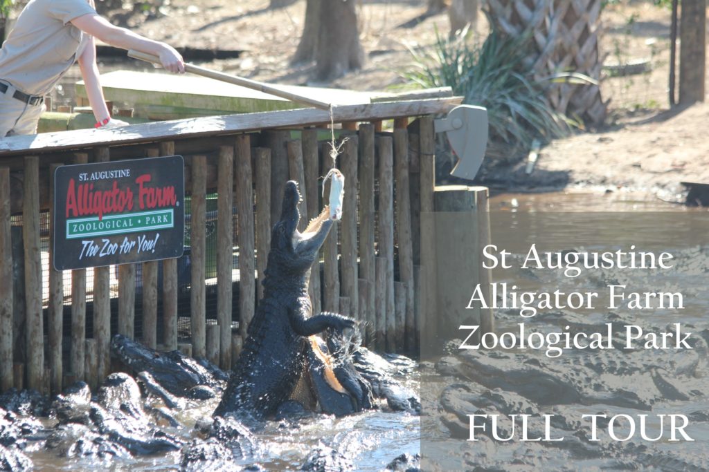 St Augustine Alligator Farm Zoological Park - Vilano DayByDay