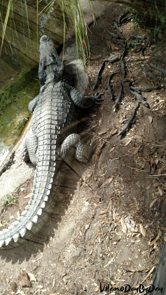 St Augustine Alligator Farm Zoological Park - Vilano DayByDay